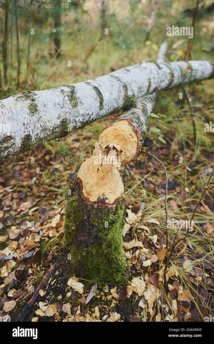 Tree damage from bites of a Eurasian beaver (Castor fiber) in a forest ...