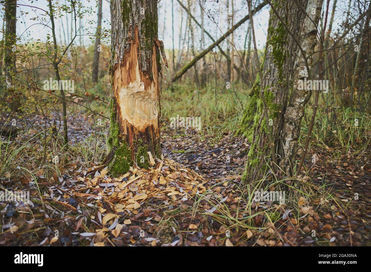 Tree damage from bites of a Eurasian beaver (Castor fiber) in a forest ...