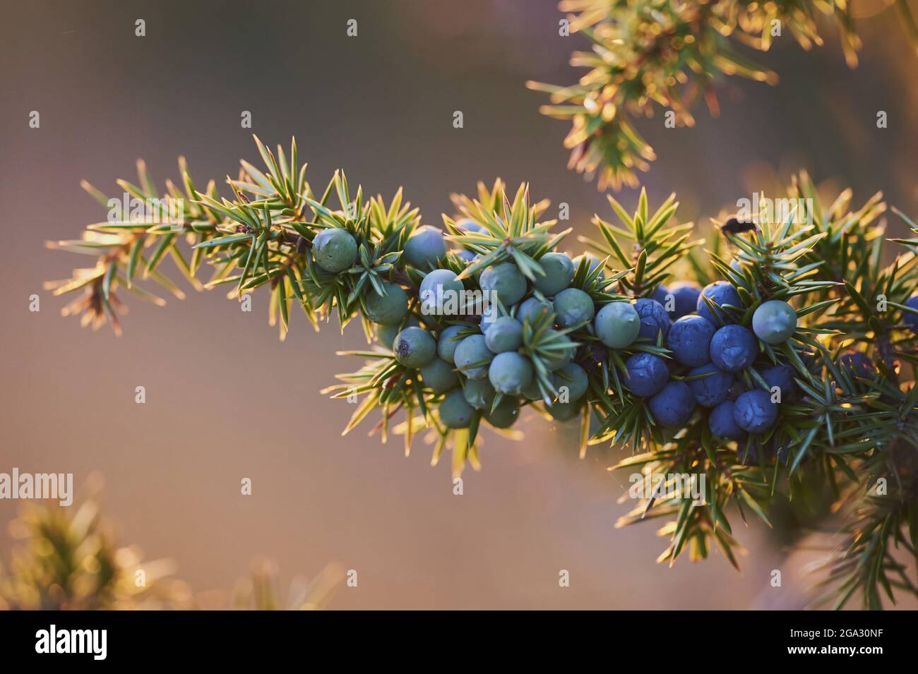 Common juniper (Juniperus communis) fruits; Bavaria, Germany Stock ...