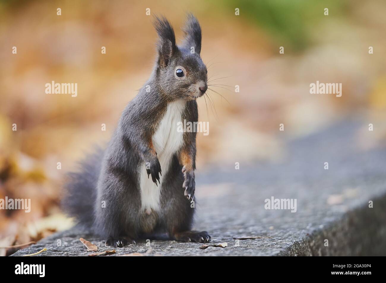 Eurasian red squirrel (Sciurus vulgaris) portrait; Bavaria, Germany ...