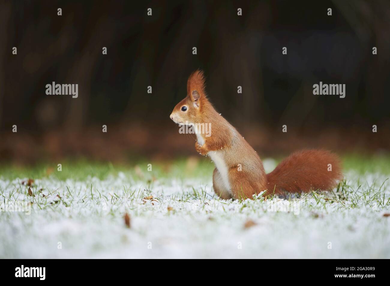 Profile of red squirrel is standing in the snow hi-res stock ...