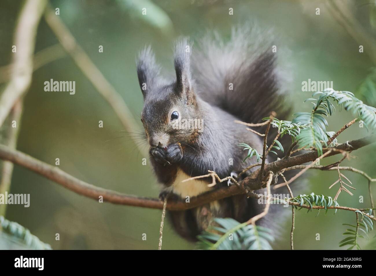 Eurasian red squirrel (Sciurus vulgaris) eating in a tree; Bavaria ...