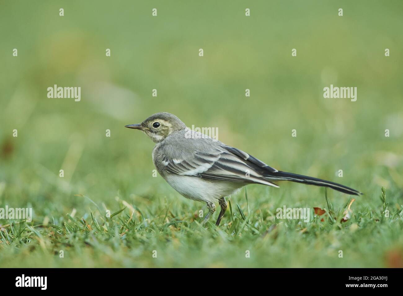 White wagtail (Motacilla alba) chick on a meadow; Bavaria, Germany ...