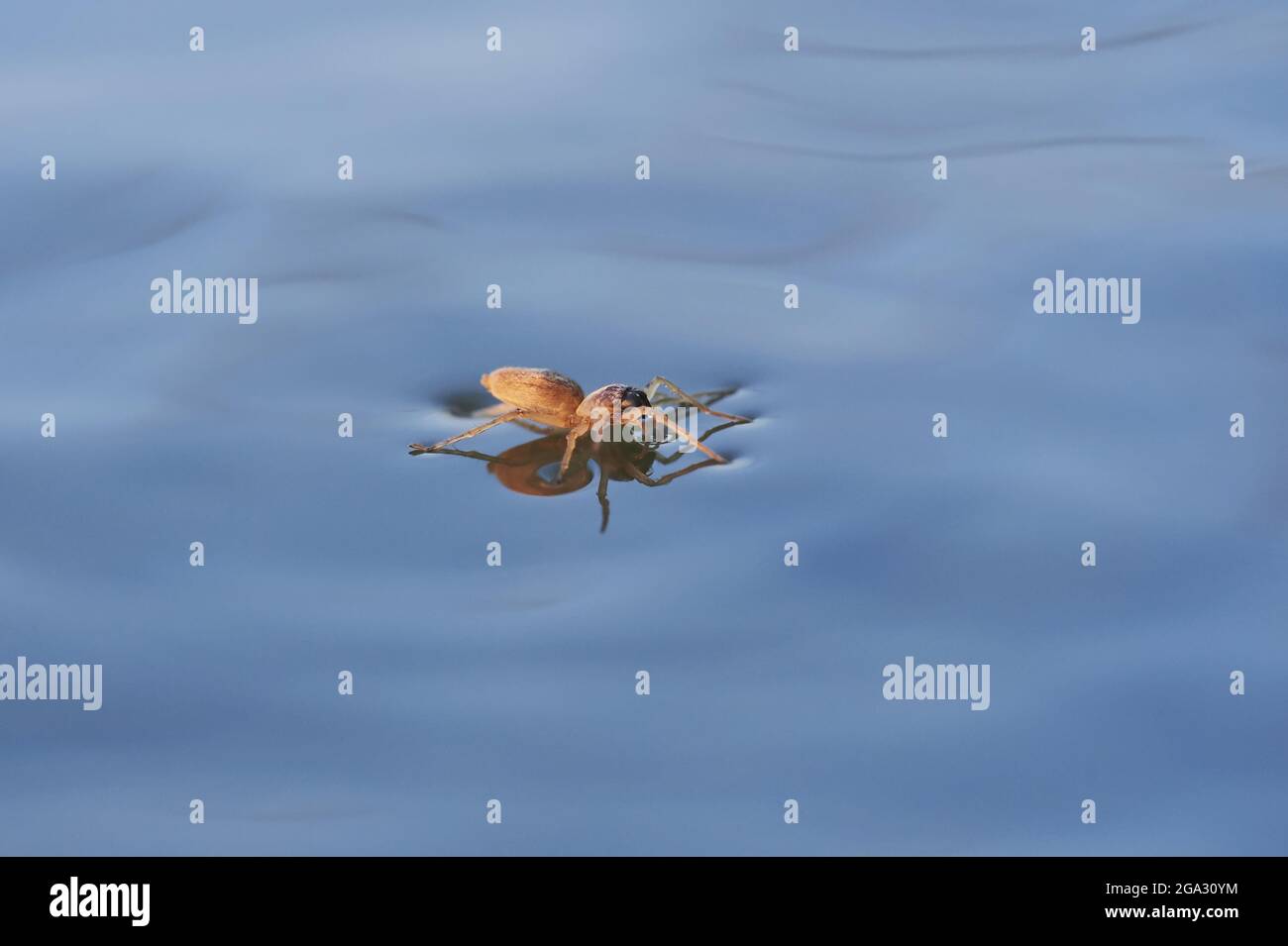 Spider on the surface of water; Europe Stock Photo - Alamy