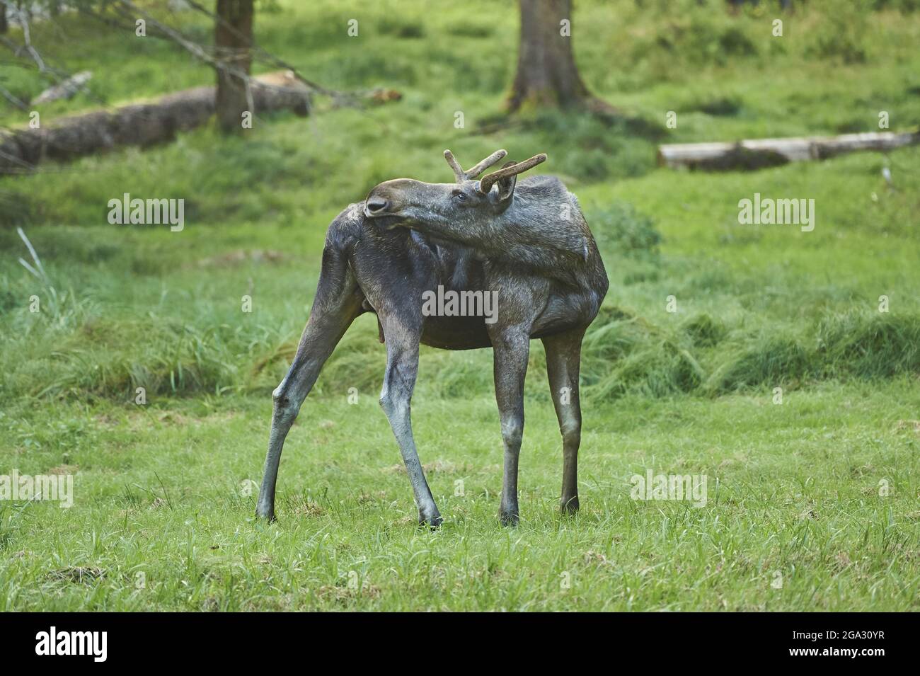 Elk or Moose (Alces alces) bull on a forest glade, captive, Bavarian ...