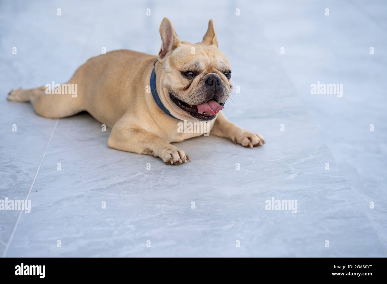 Adorable French Bulldog laying down Stock Photo - Alamy