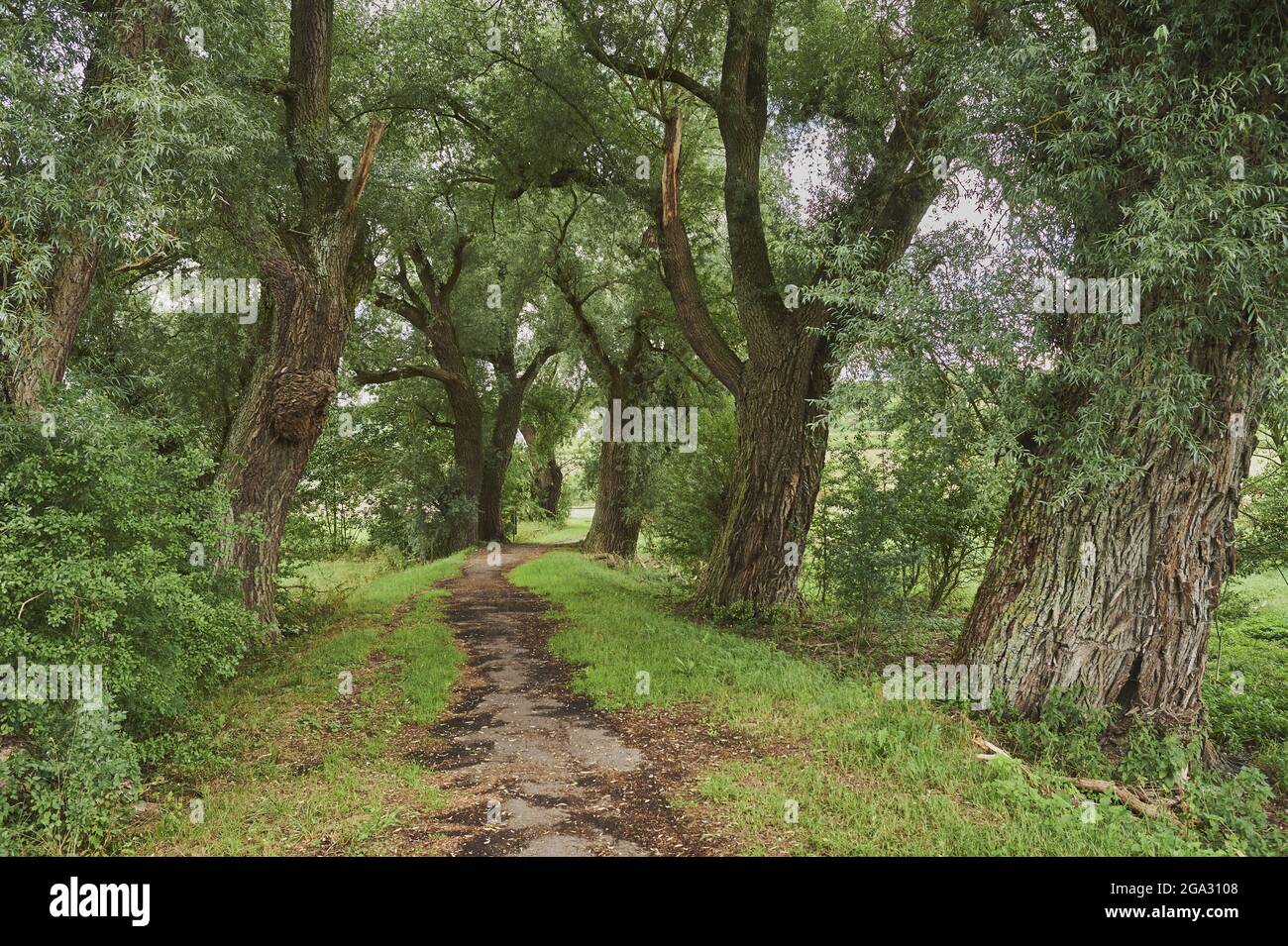 Trail going through old crack willow (Salix fragilis) trees; Bavaria ...