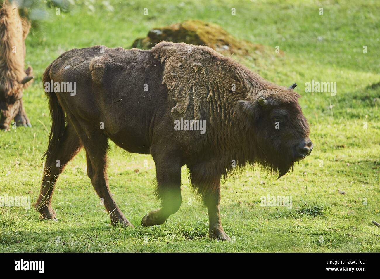 European bison or Wisent (Bison bonasus) moulting on a forest glade ...