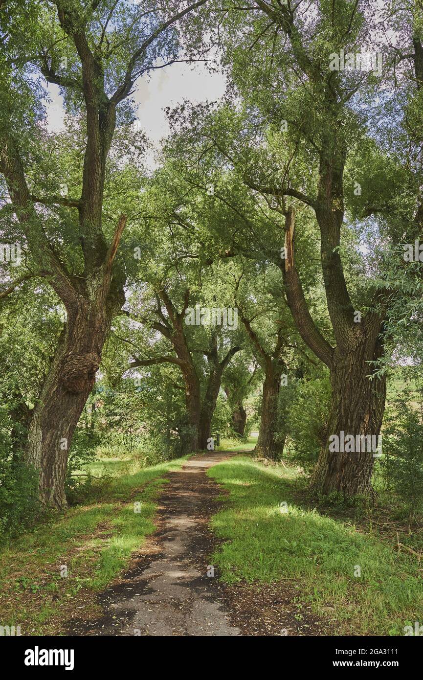 Crack willow salix fragilis hi-res stock photography and images - Alamy