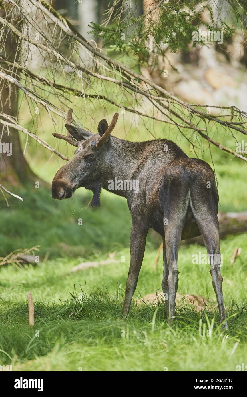 Elk or Moose (Alces alces) cow on a forest glade, captive, Bavarian ...