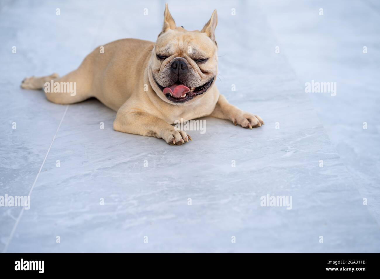 Adorable French Bulldog laying down Stock Photo - Alamy