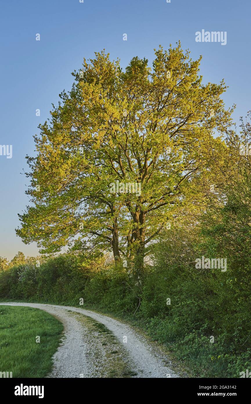 Large tree standing beside a trail with foliage turning golden; Bavaria ...