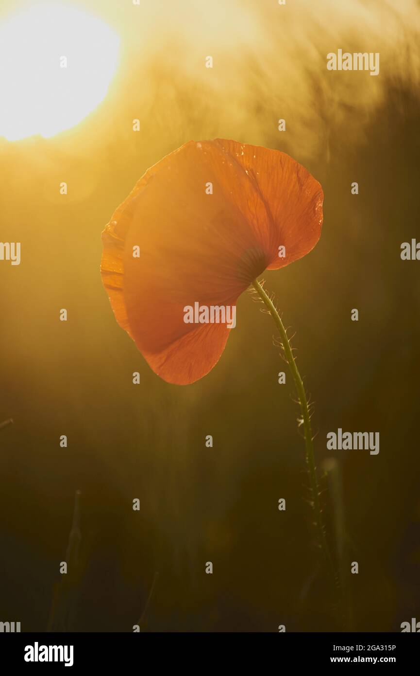 Common poppy or corn rose (Papaver rhoeas) blossom; Bavaria, Germany ...