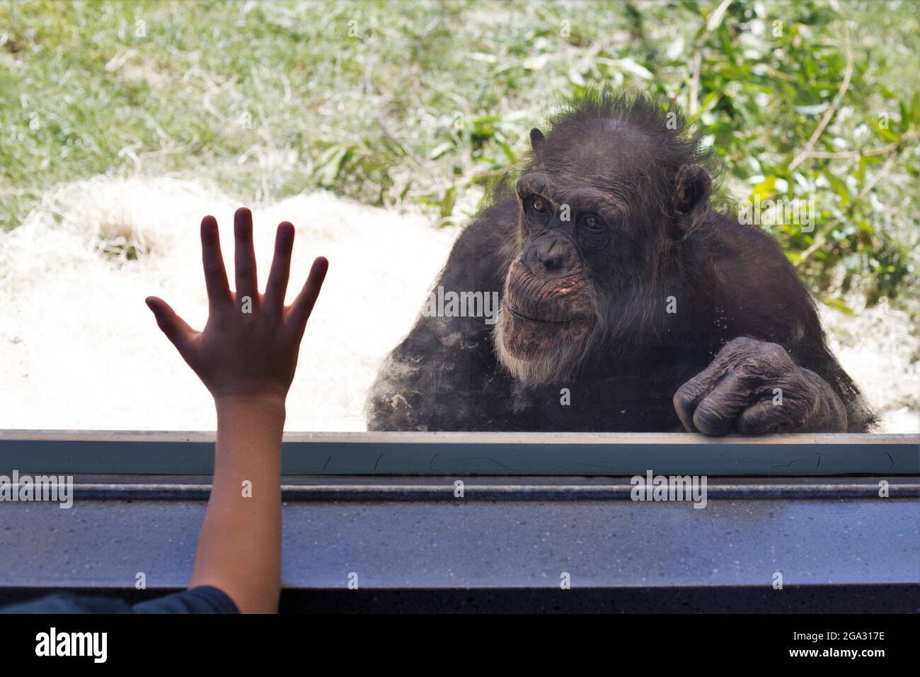 A child's hand on the glass barrier between himself and a chimpanzee at ...