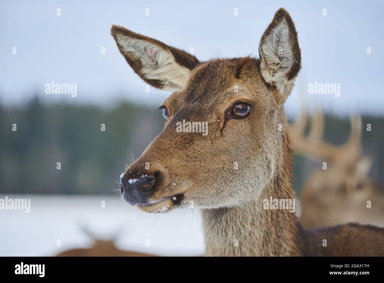 Red deer (Cervus elaphus) doe portrait on a snowy meadow, captive ...