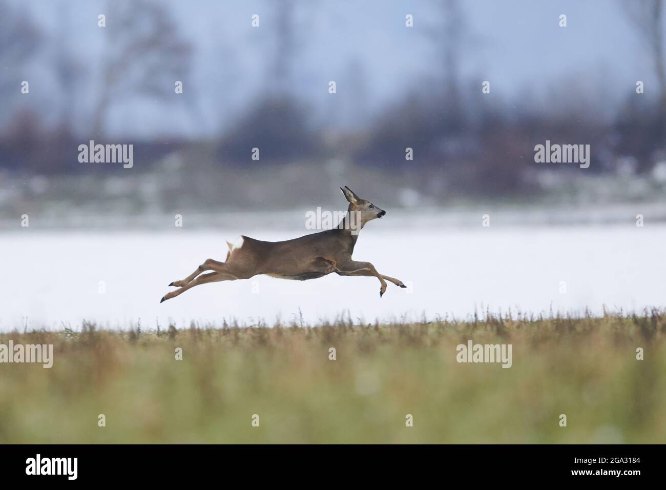 Running deer hi-res stock photography and images - Alamy