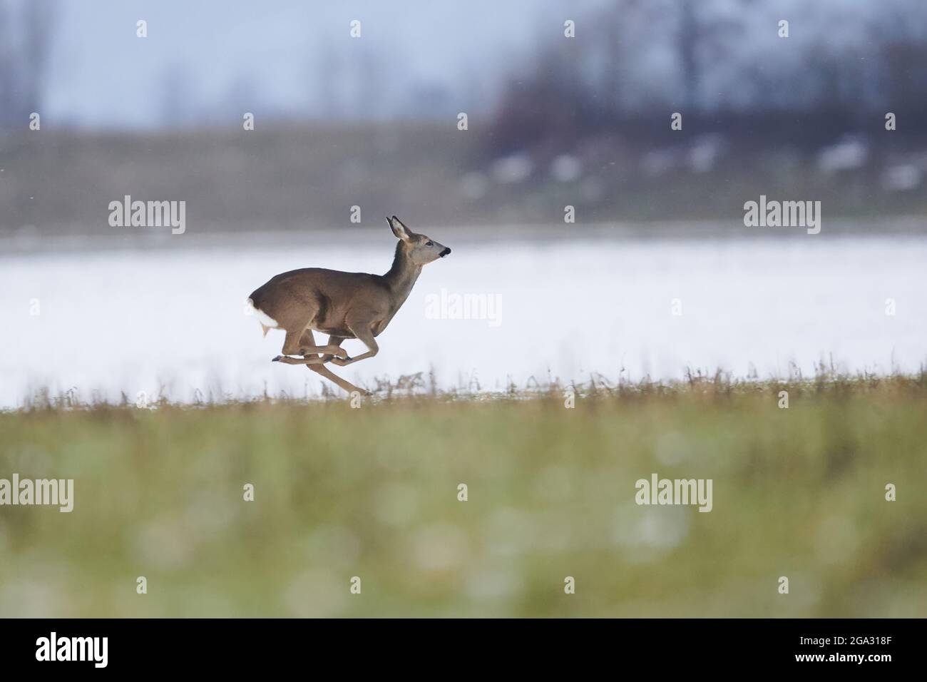 Running deer hi-res stock photography and images - Alamy