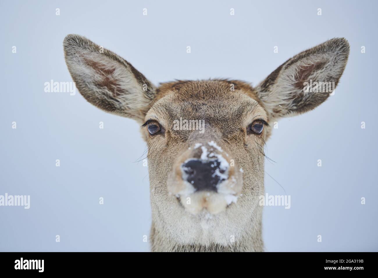 Doe portrait standing head hi-res stock photography and images - Alamy