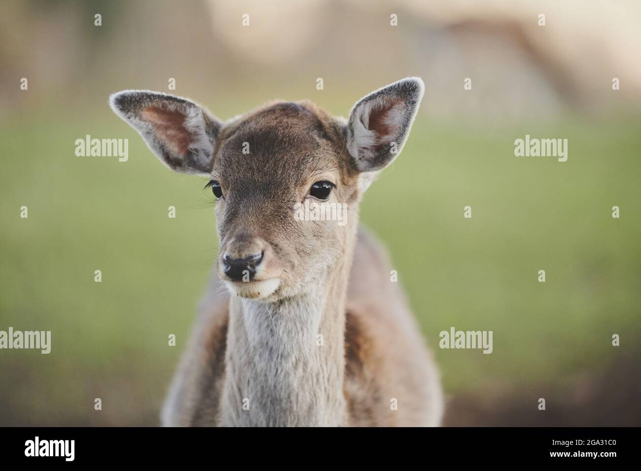 Doe portrait standing head hi-res stock photography and images - Alamy