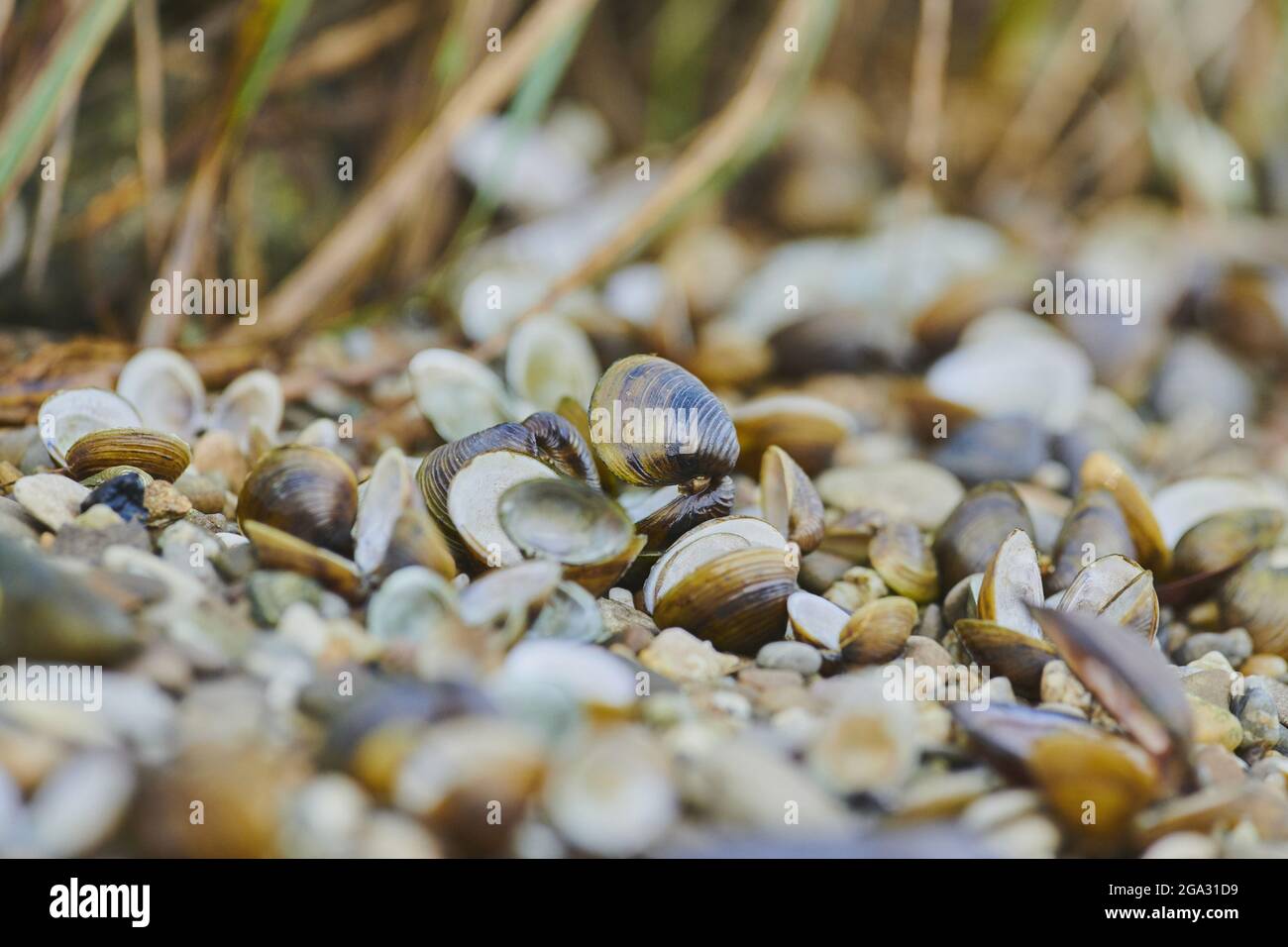 Swollen river mussel (Unio tumidus) lying on the shore of Donau river ...