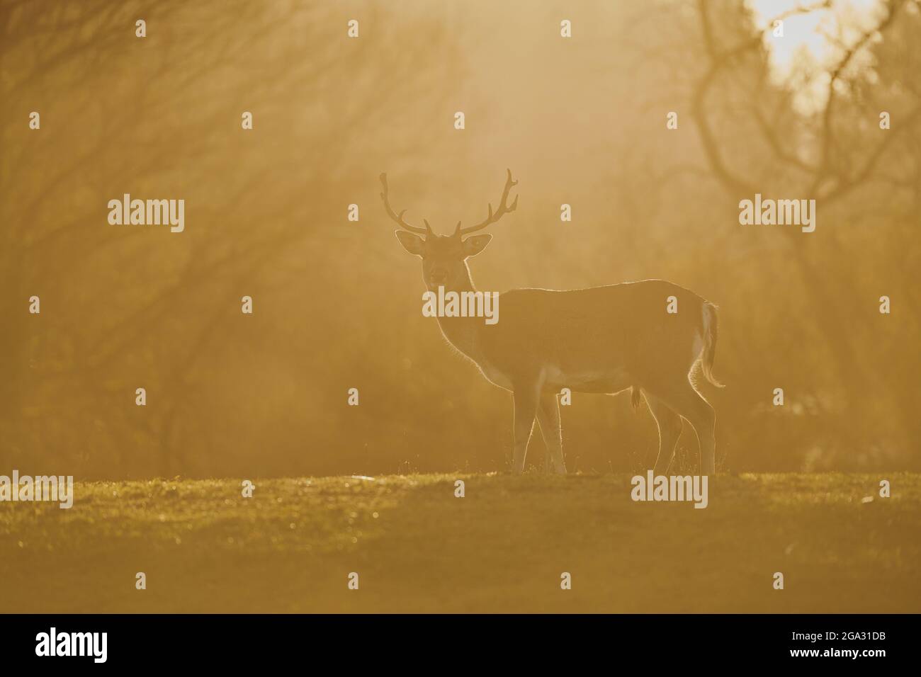 Fallow deer buck (Dama dama) portrait, captive; Bavaria, Germany Stock ...