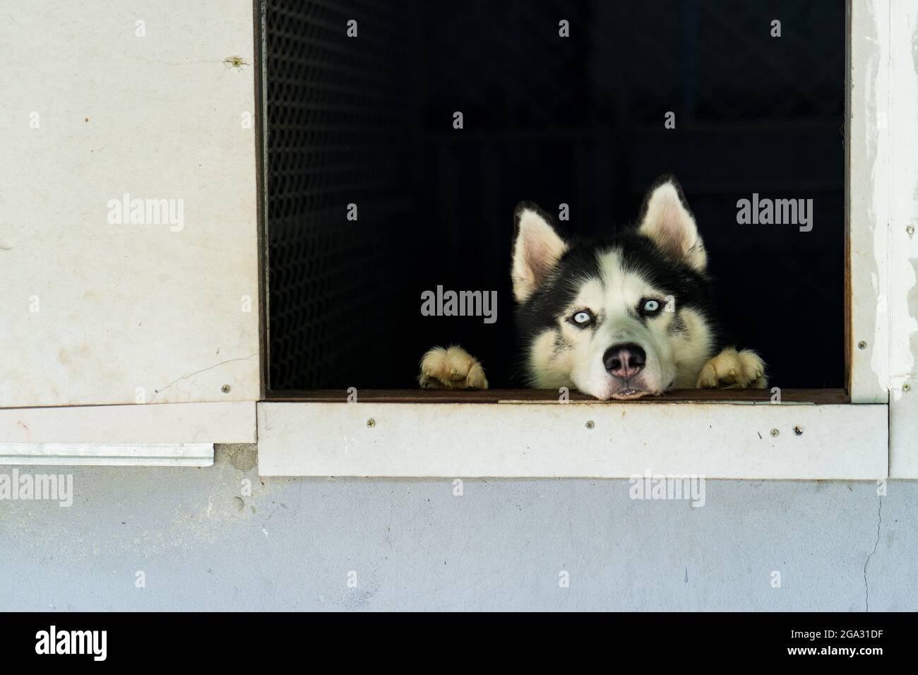Siberian Husky looking through the window Stock Photo - Alamy