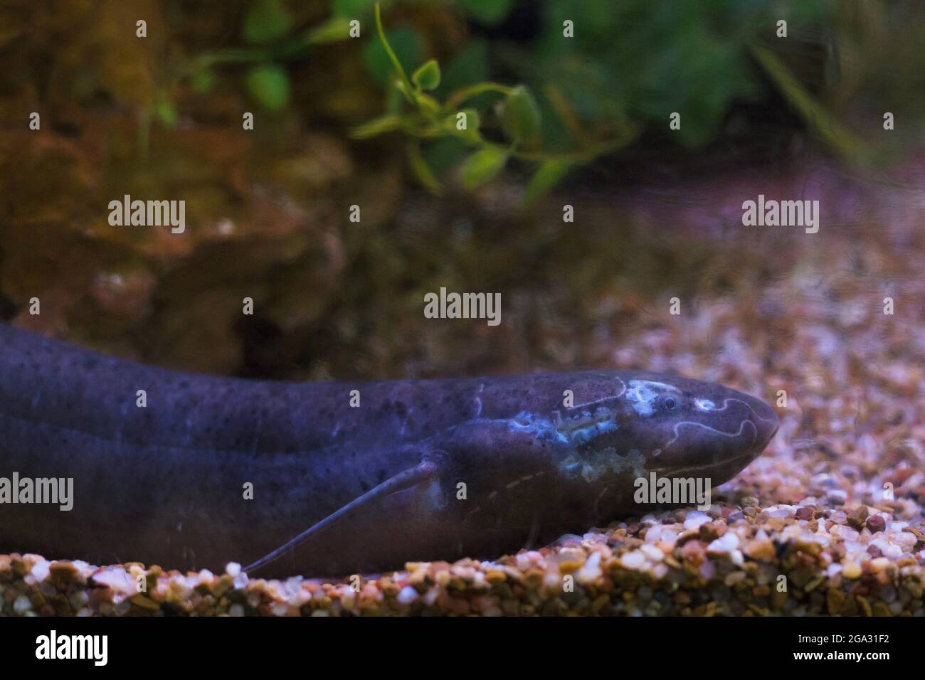 A West African Lungfish Stock Photo - Alamy