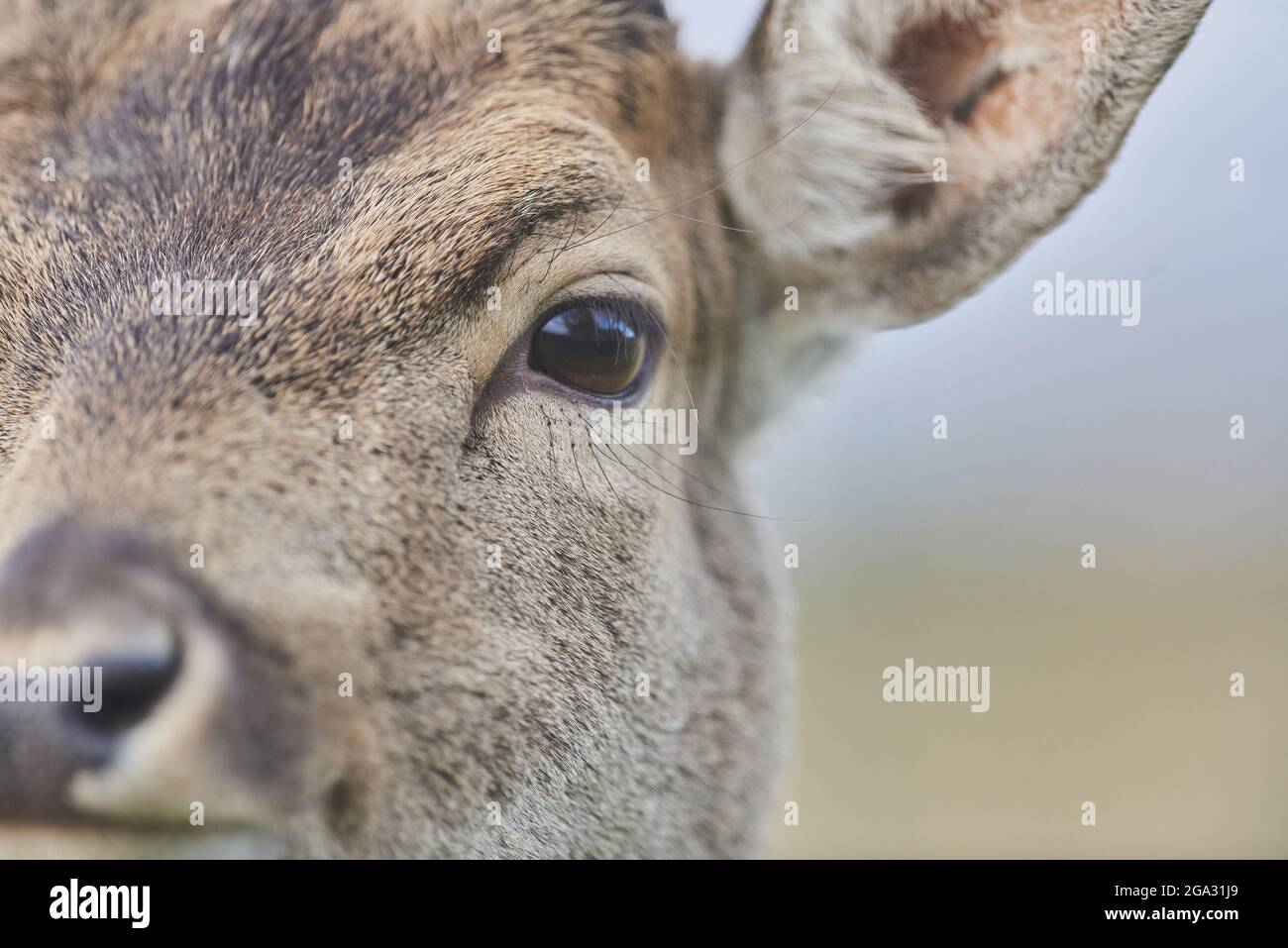 Deer face hi-res stock photography and images - Alamy