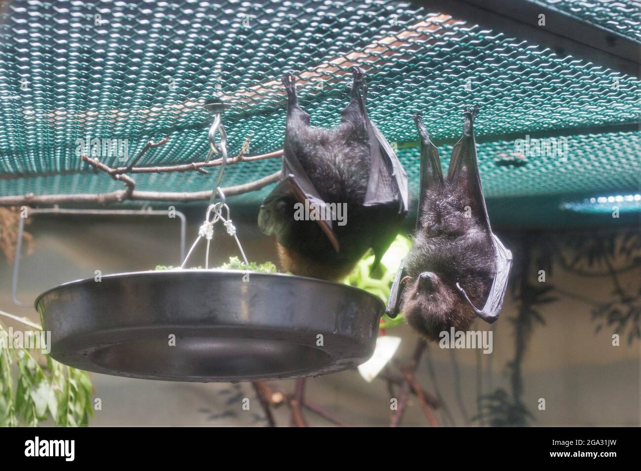 Tray ceiling hi-res stock photography and images - Alamy