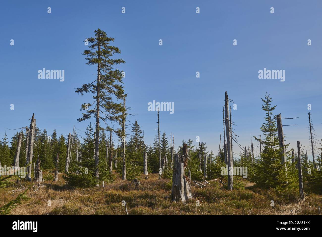 Old norway spruce (Picea abies) tree trunks and new growing trees ...
