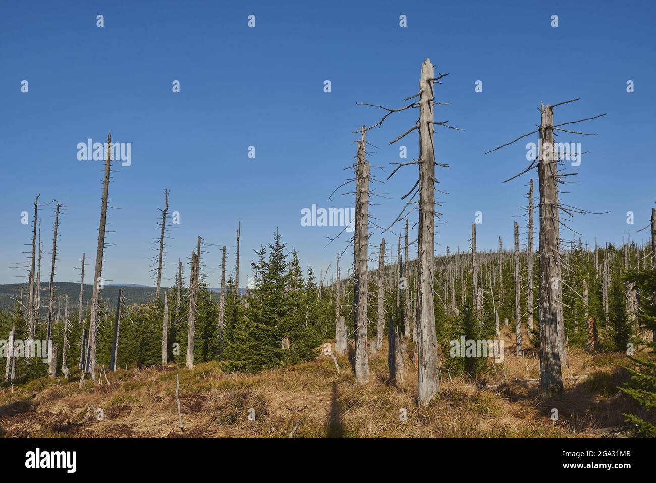 Old norway spruce (Picea abies) tree trunks and new growing trees ...
