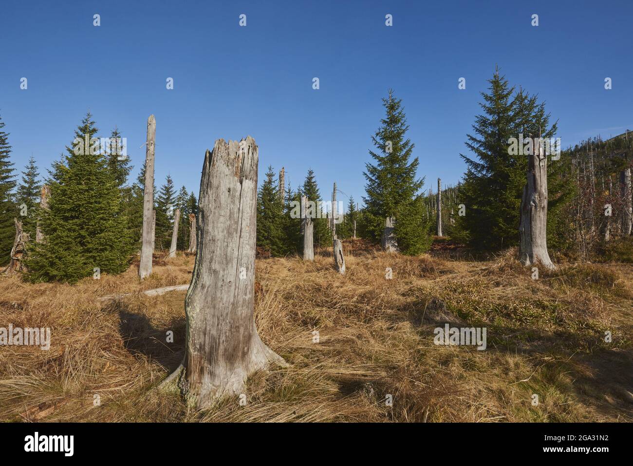 Old norway spruce (Picea abies) tree trunks and new growing trees ...