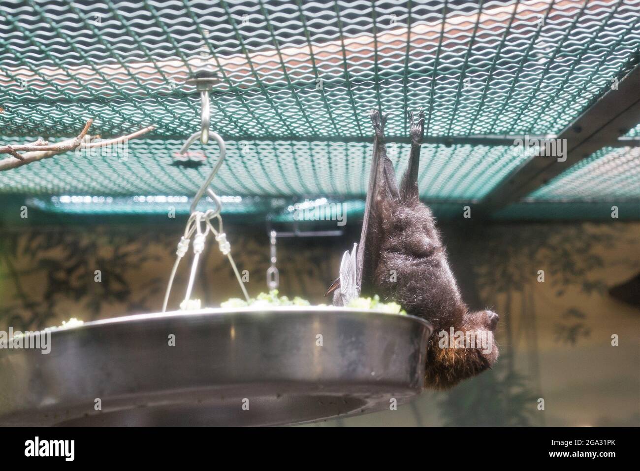 Fruit bat feeding hi-res stock photography and images - Alamy