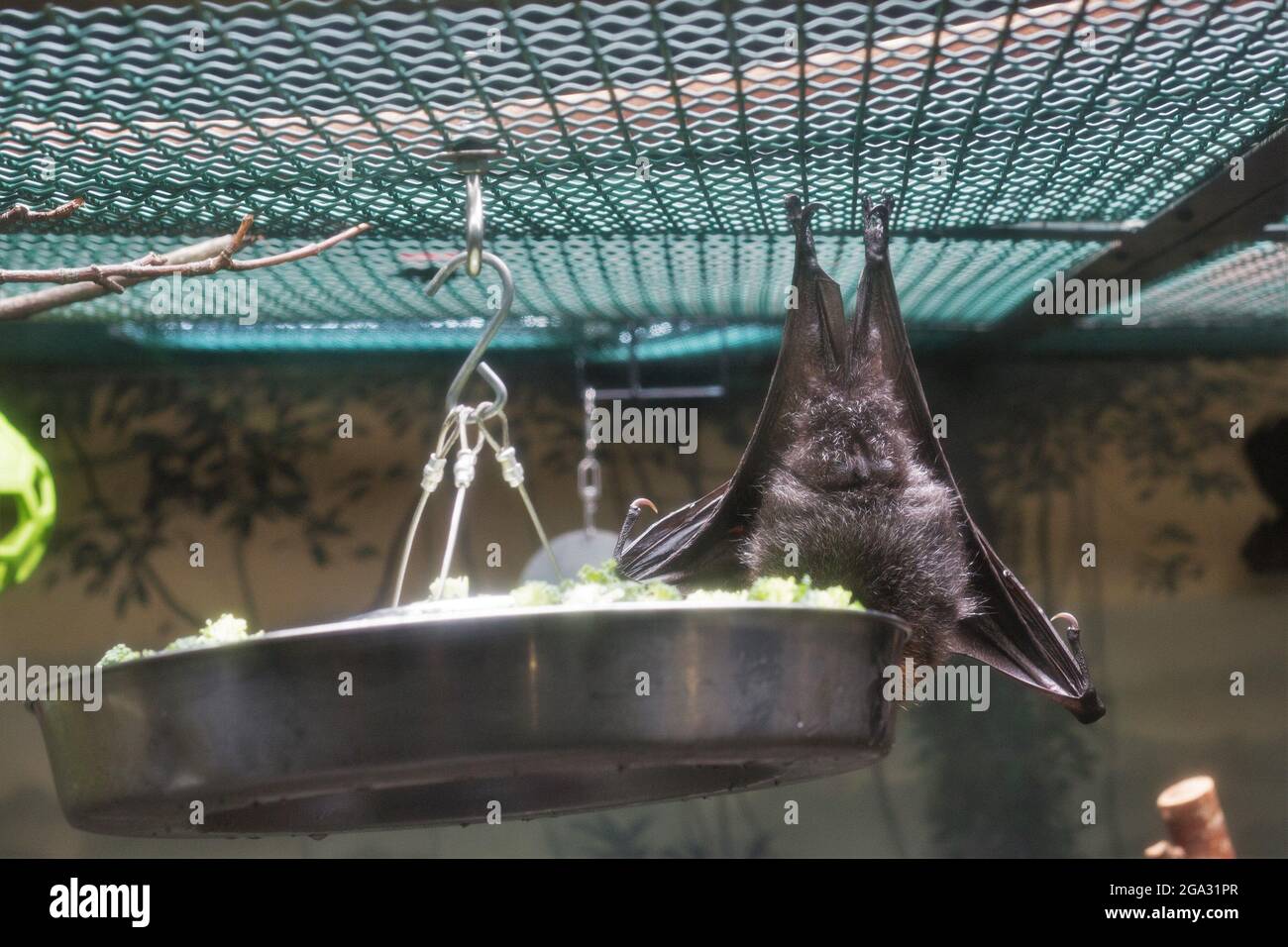 Captive fruit bats hang from a ceiling next to a tray of greens ready ...