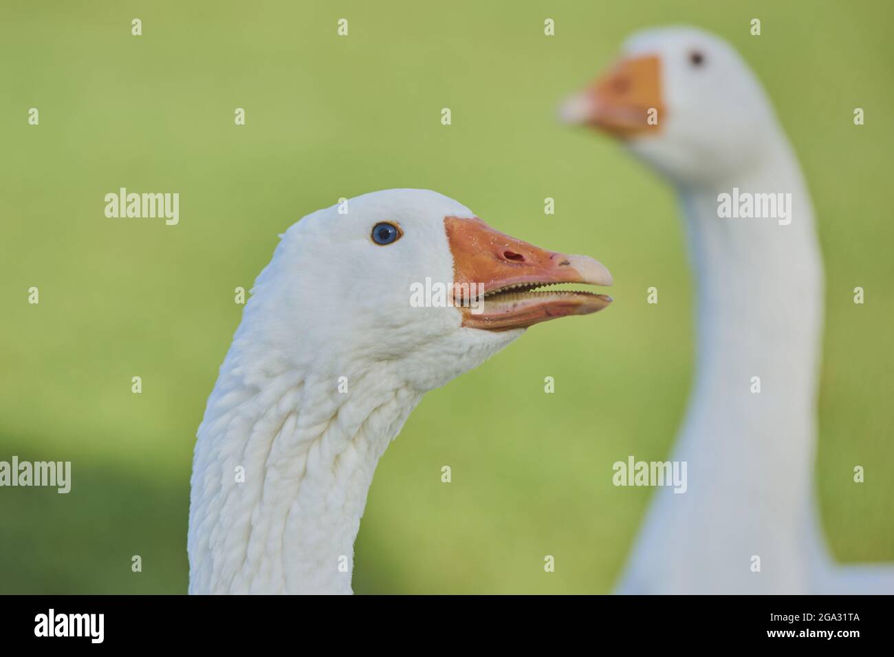Domestic geese (Anser anser domesticus) portrait, captive; Bavaria ...