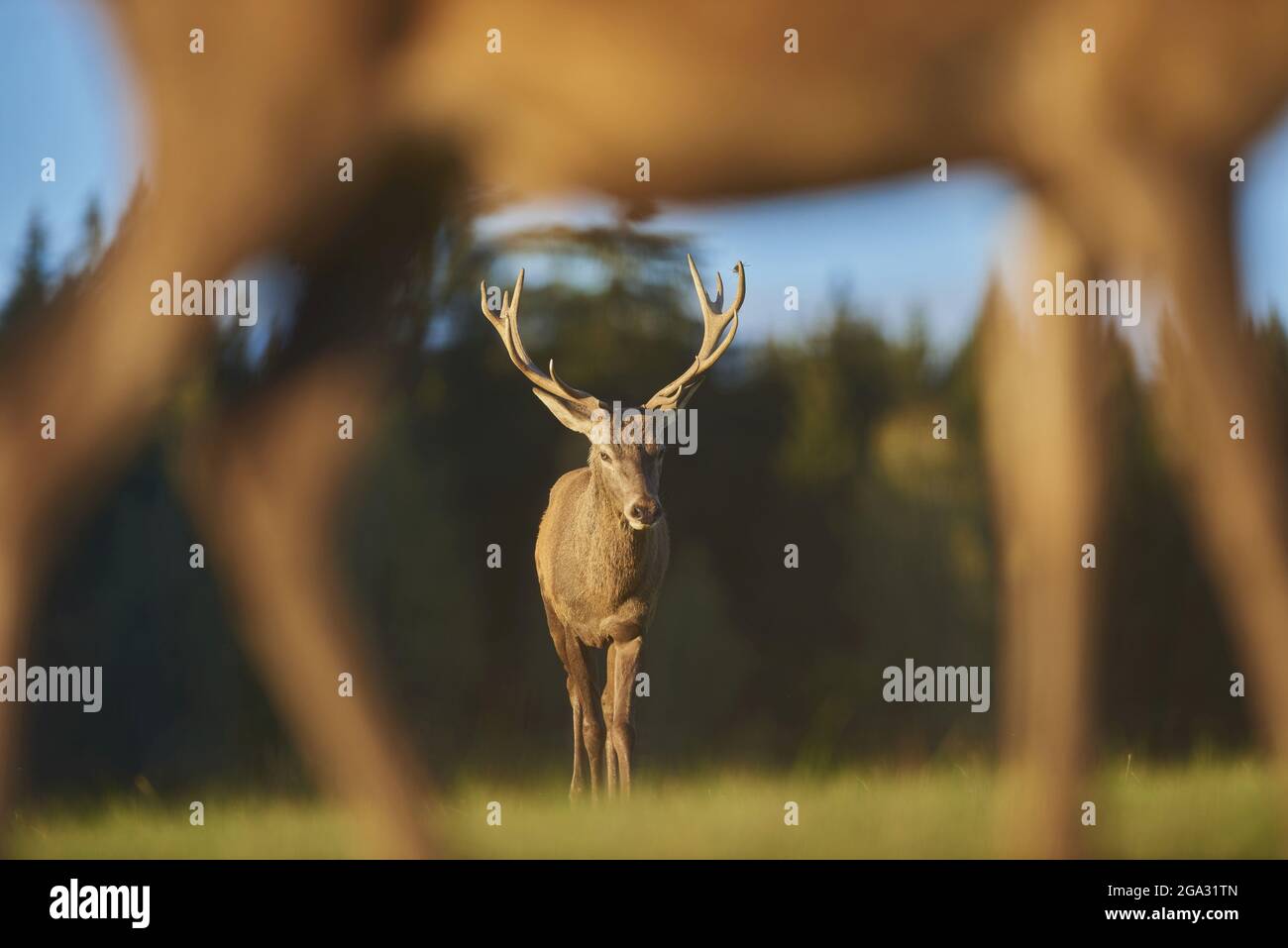 Red deer (Cervus elaphus) stag on a meadow, captive, framed by the legs ...