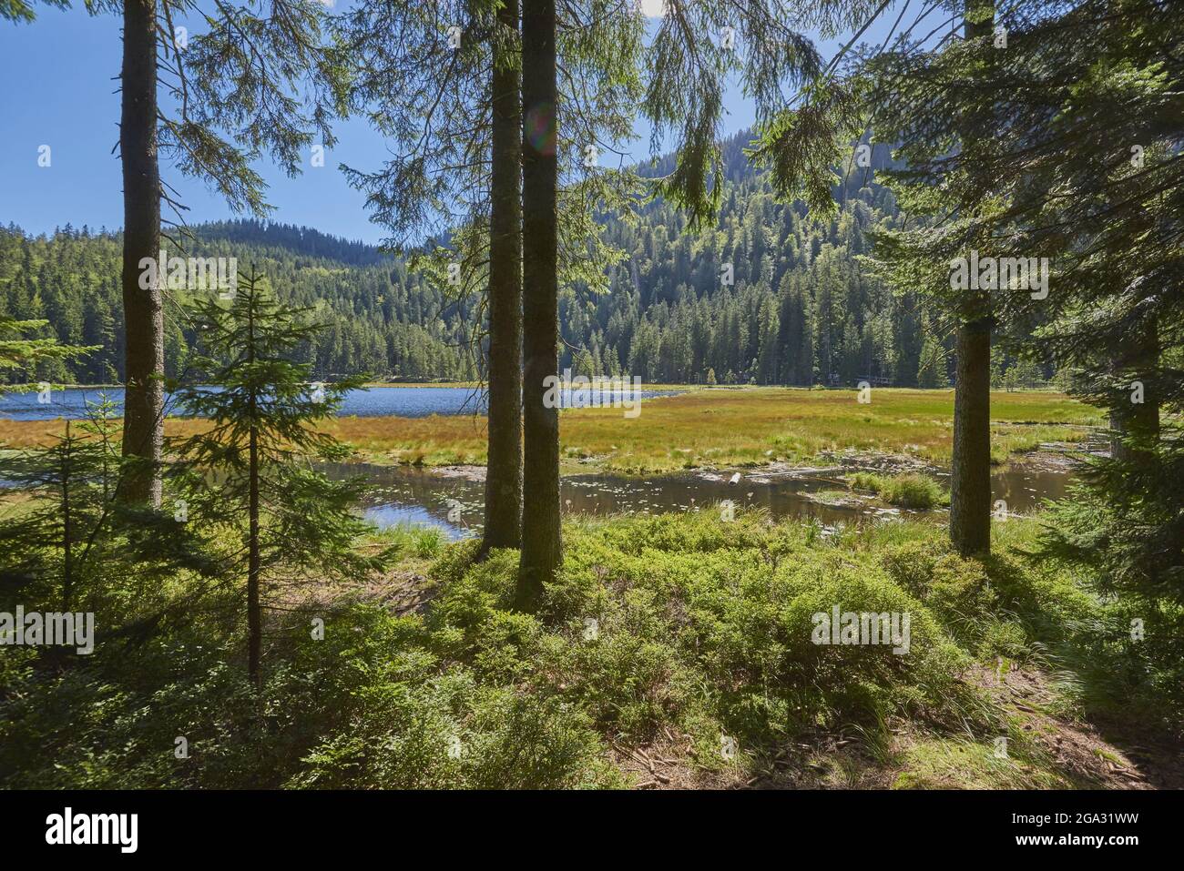 Norway spruce (Picea abies) trees in front of lake Arbersee, Bavarian ...