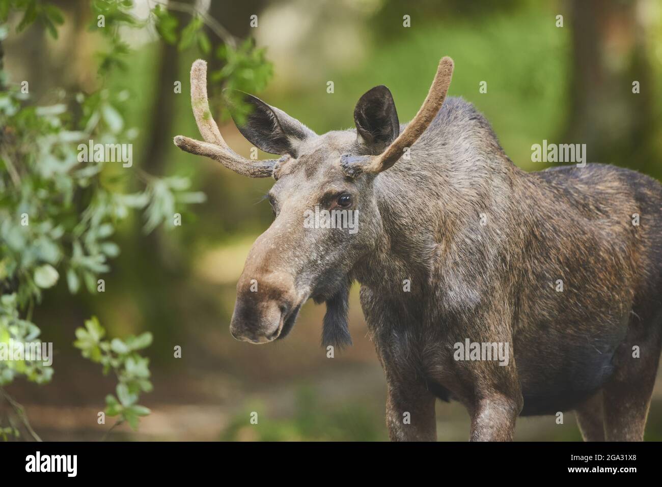 Elk or Moose (Alces alces) bull on a forest glade, captive, Bavarian ...