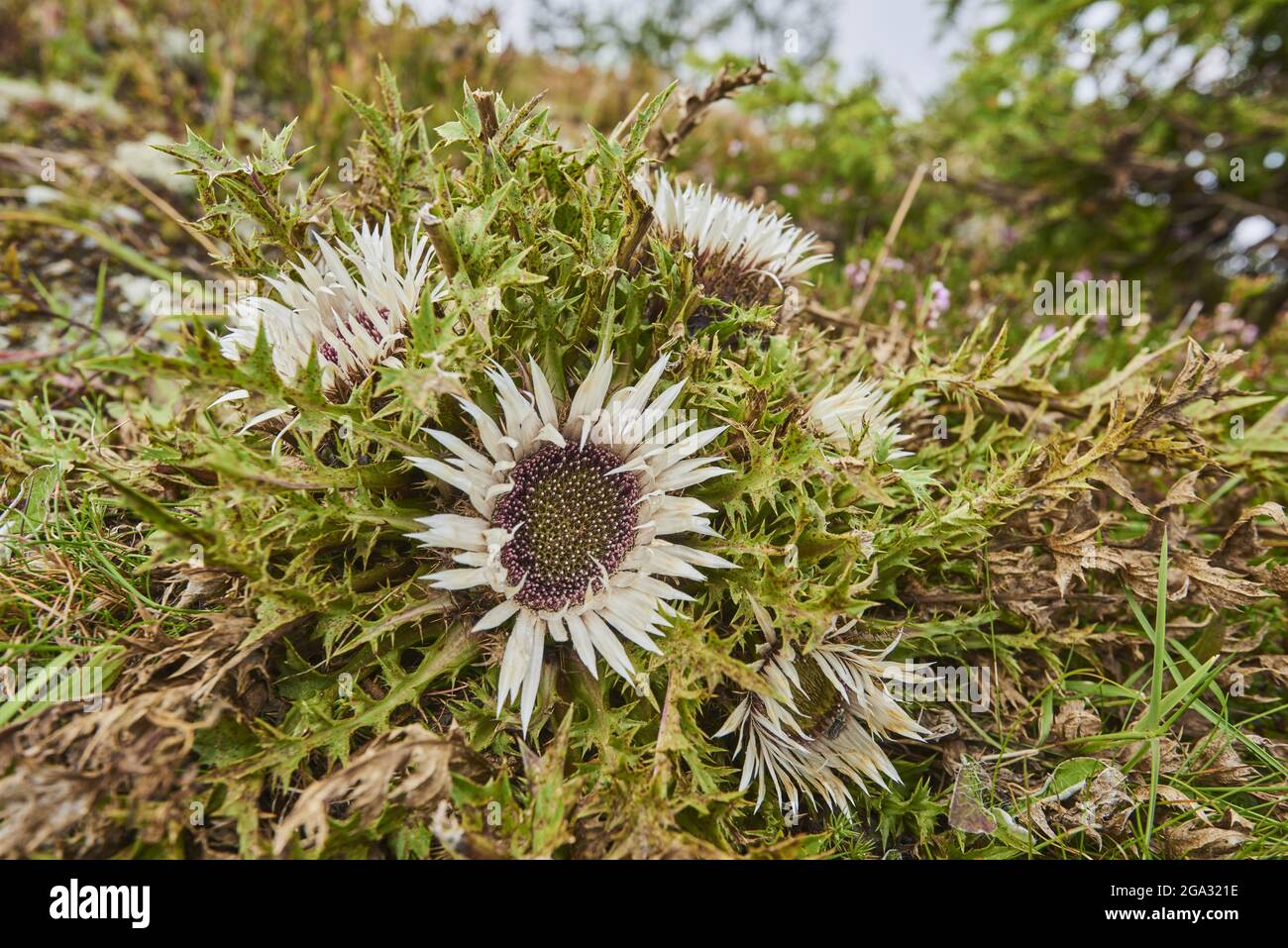 Stemless carline thistle or dwarf carline thistle (Carlina acaulis) on ...