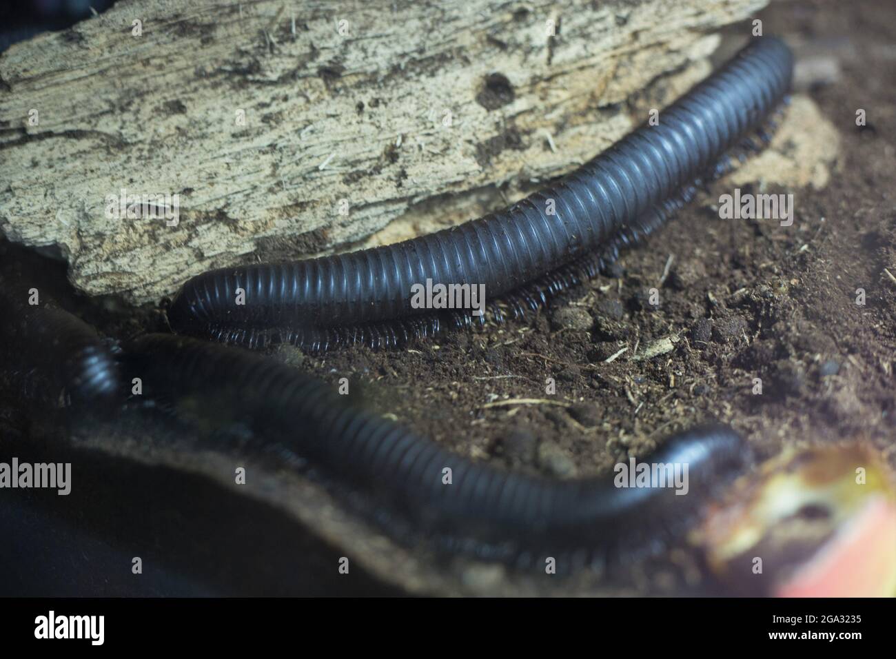 Archispirostreptus gigas - African giant millipede Stock Photo - Alamy