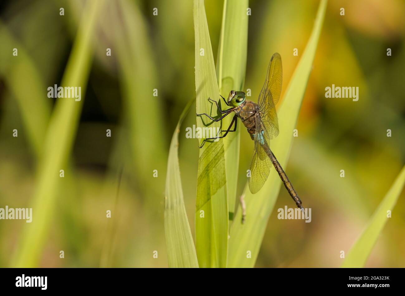Lesser emperor, (Anax parthenope) dragonfly near a river , Andalusia ...