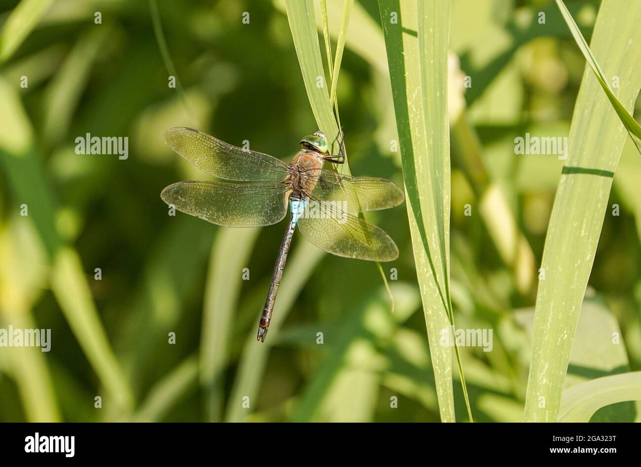 Lesser emperor, (Anax parthenope) dragonfly near a river , Andalusia ...