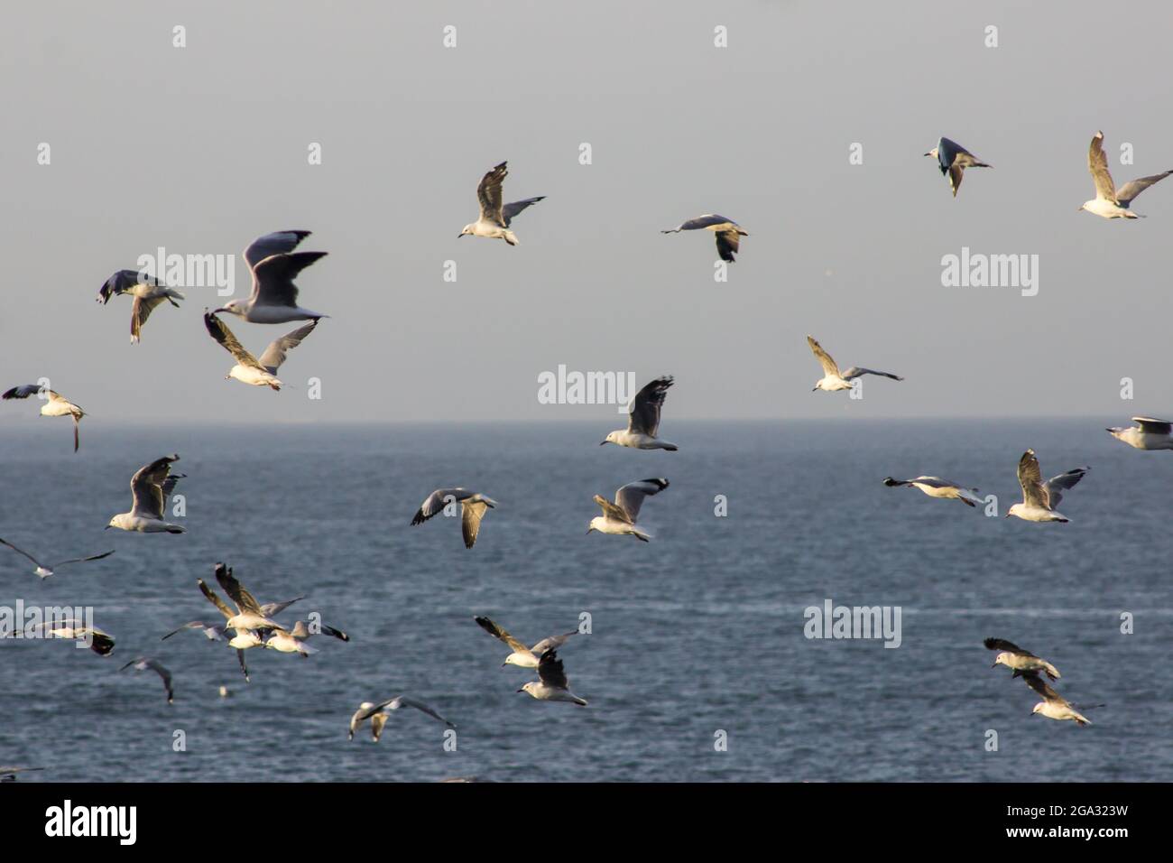 A large flock of seagulls, predominantly Cape Kelp Gulls, in flight ...