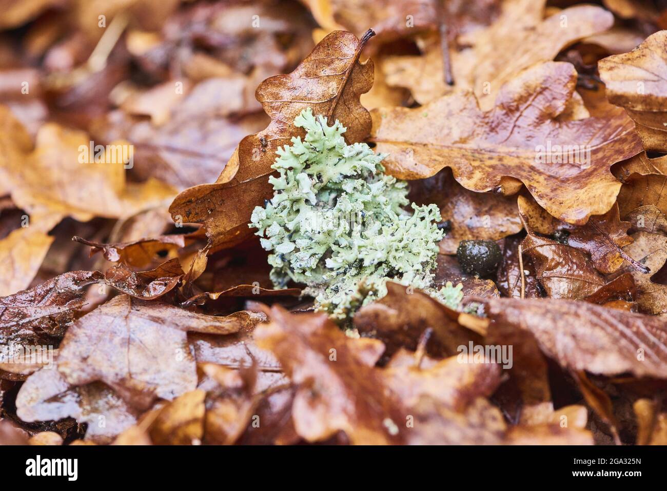 Decomposing leaf hi-res stock photography and images - Alamy