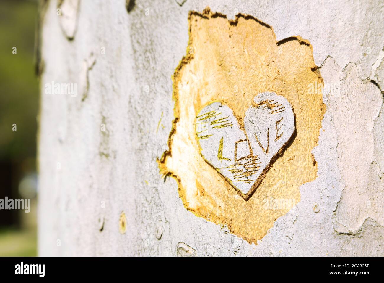 Heart carved in tree close-up Stock Photo - Alamy