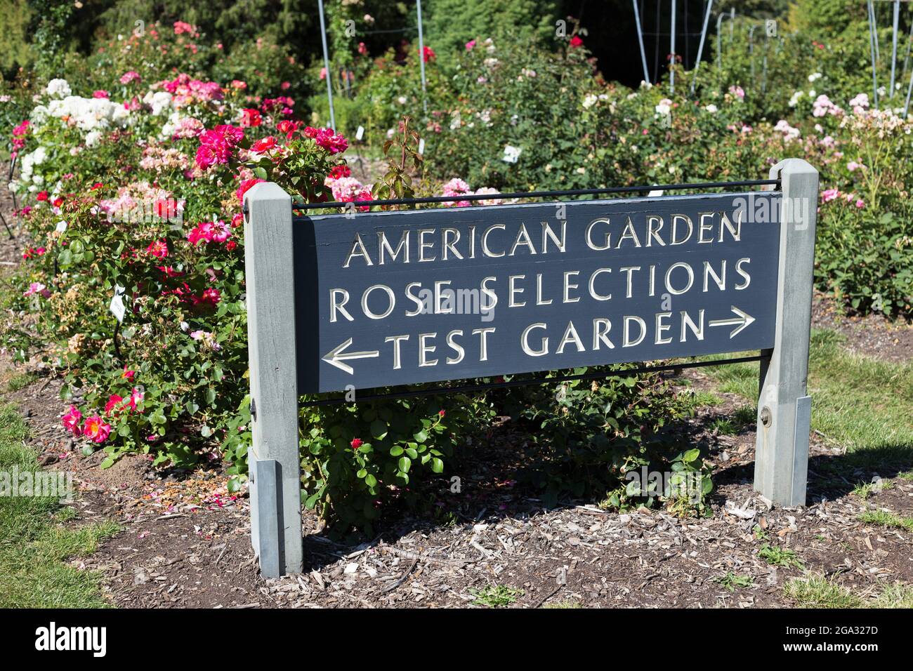 American garden rose selections hi-res stock photography and images - Alamy