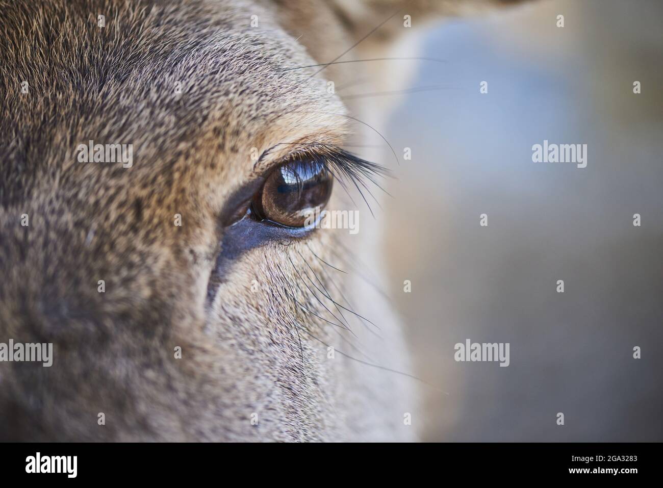 Extreme close-up of the eye of a Red Deer (Cervus elaphus); Bavaria ...