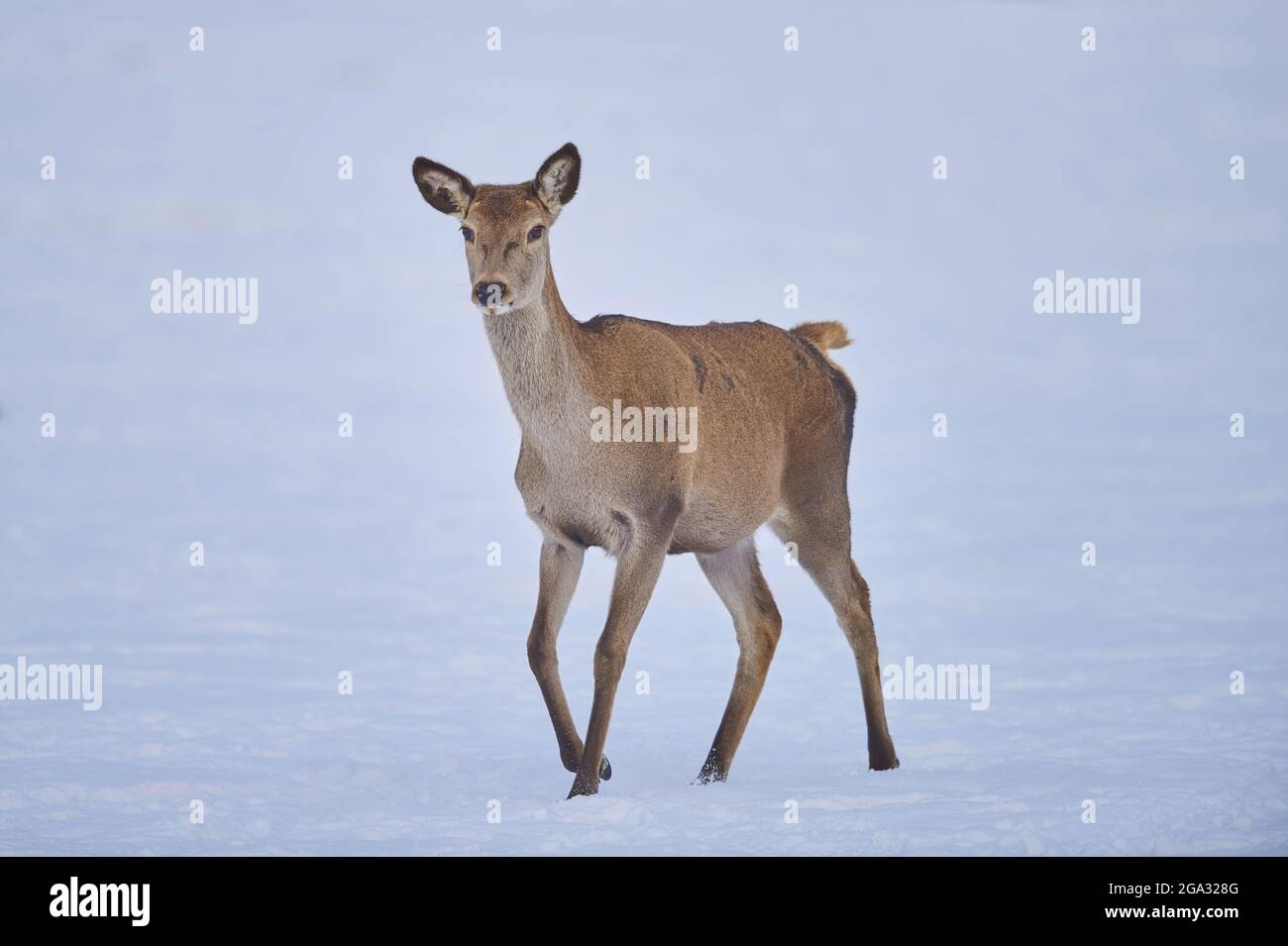 Red deer (Cervus elaphus) doe portrait on a snowy meadow, captive ...