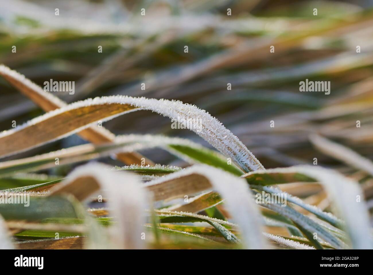 Frozen field of grass hi-res stock photography and images - Alamy