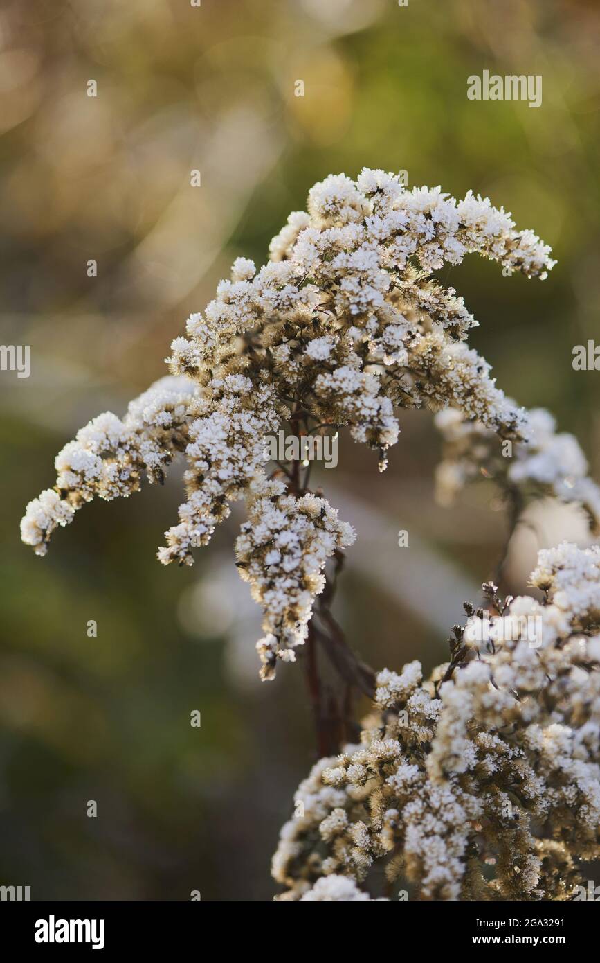 Frozen hemp-agrimony or holy rope (Eupatorium cannabinum); Bavaria ...